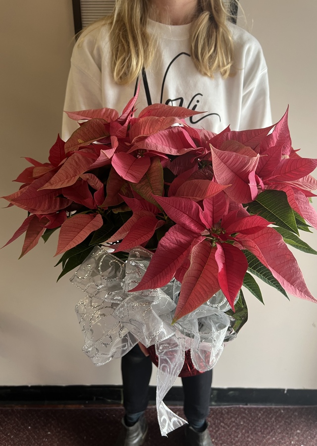 Pink Poinsettia 8.5” | The Flower Alley