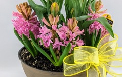 Award Winning Florist and Gift Store in Novi and Northville Michigan ...